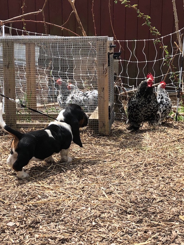 Choosing the Best Farm Dogs for Your Farm - Countryside